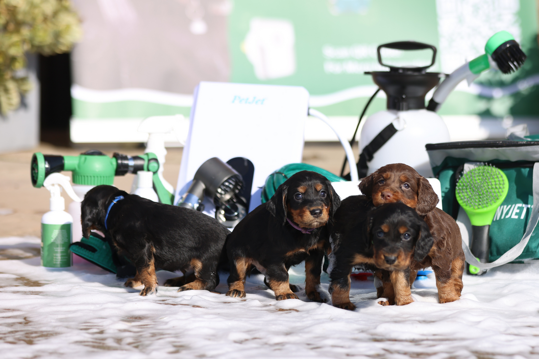 Premium Dog & Horse Hot Showers - PetJet® Official Website